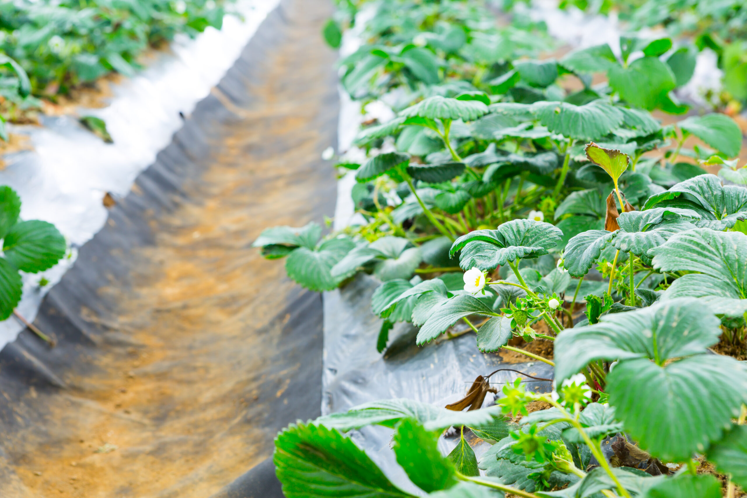 The Benefits of Plastic Mulch in Modern Farming Practices - PXD Plastics